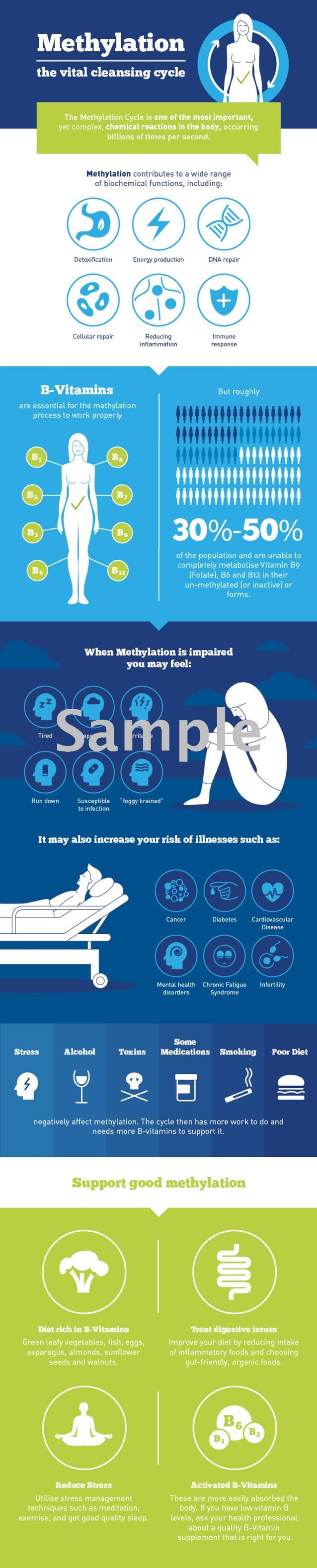 Methylation Cycle | PDF