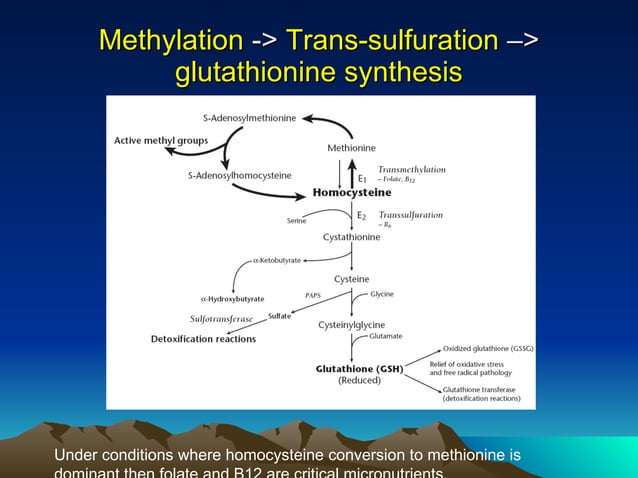 METHYLATION CYCLE AND IT\'S POLYMORPHISM | PPT