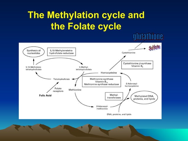 METHYLATION CYCLE AND IT\'S POLYMORPHISM | PPT