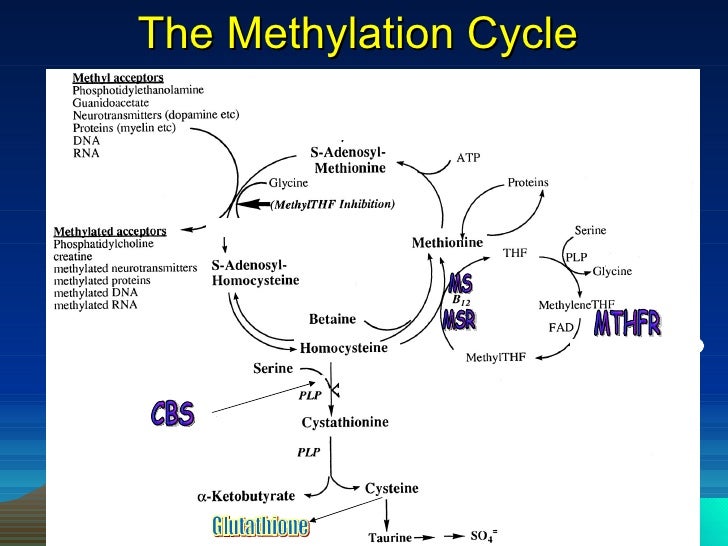 METHYLATION CYCLE AND IT\'S POLYMORPHISM