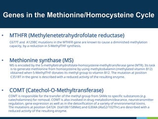 Understanding Methylation, Gene Regulation and the MethylDetox Profile ...