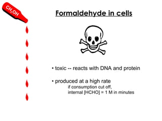 Alcohol consumption as a way of life: the metabolism of methylotrophic ...