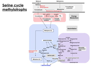 Alcohol consumption as a way of life: the metabolism of methylotrophic ...