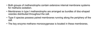 Methylotrophy | PPTX