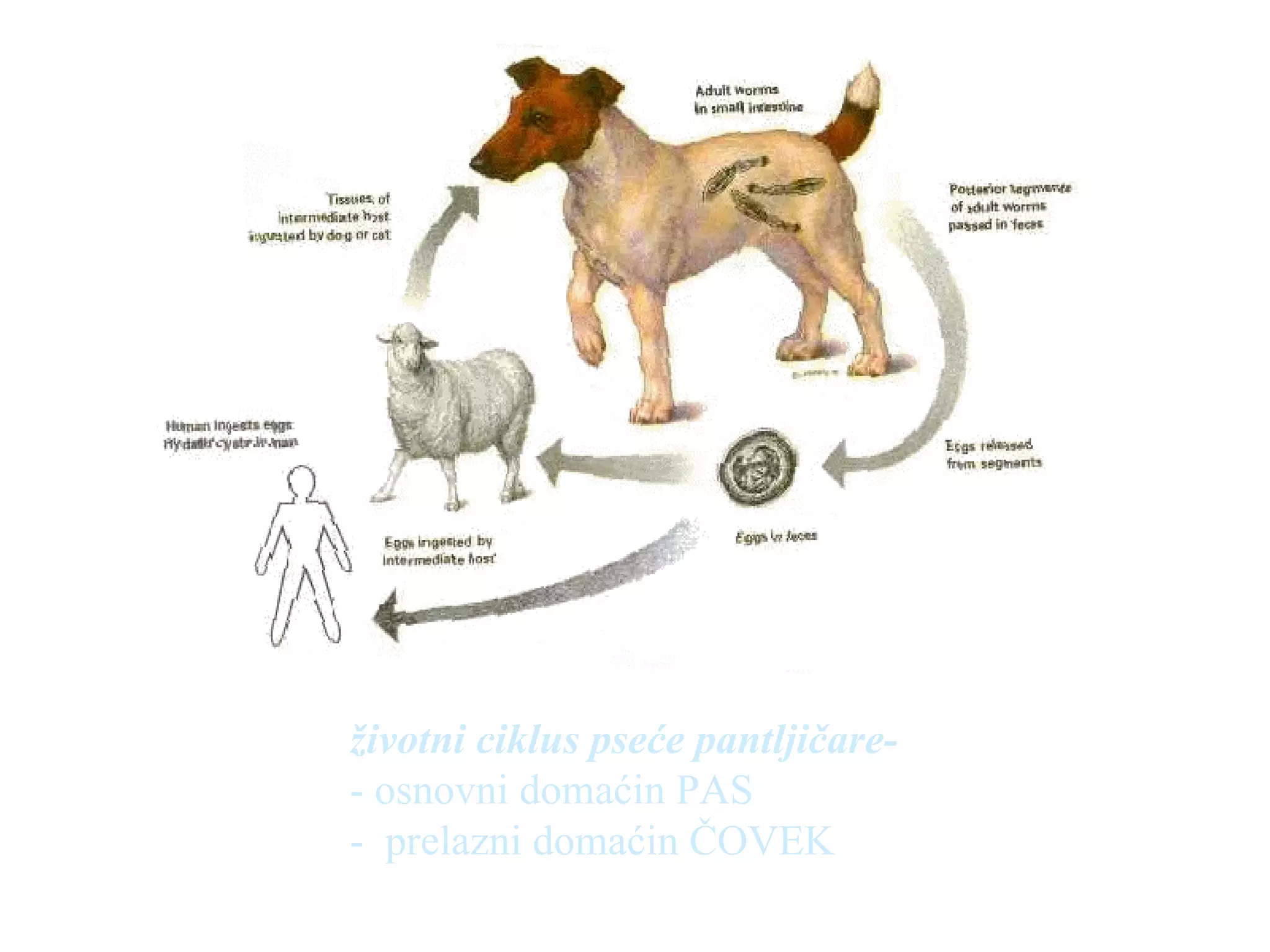 Metilji i pantljicar etanja | PPT