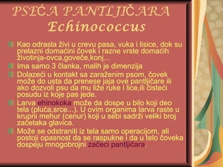 Metilji i pantljicar etanja | PPT