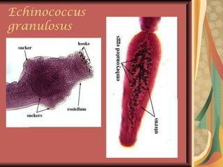 Metilji i pantljicar etanja | PPT