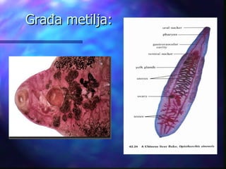 Metilji i pantljicar etanja | PPT