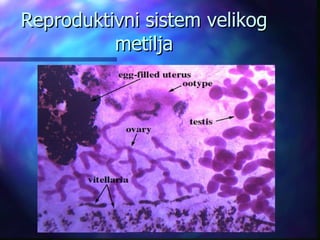 Metilji i pantljicar etanja | PPT