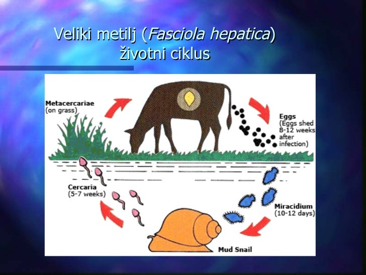Metilji i pantljicar etanja