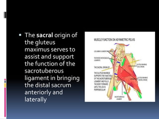 Met in si joint dysfunction | PPT