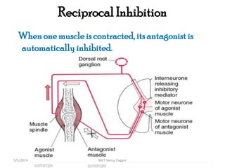 Muscle Energy Technique (MET) | PPTX
