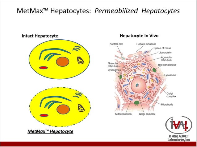 Webinar Slide - MetMax Hepatocytes and Enterocytes 09-20-17 | PDF
