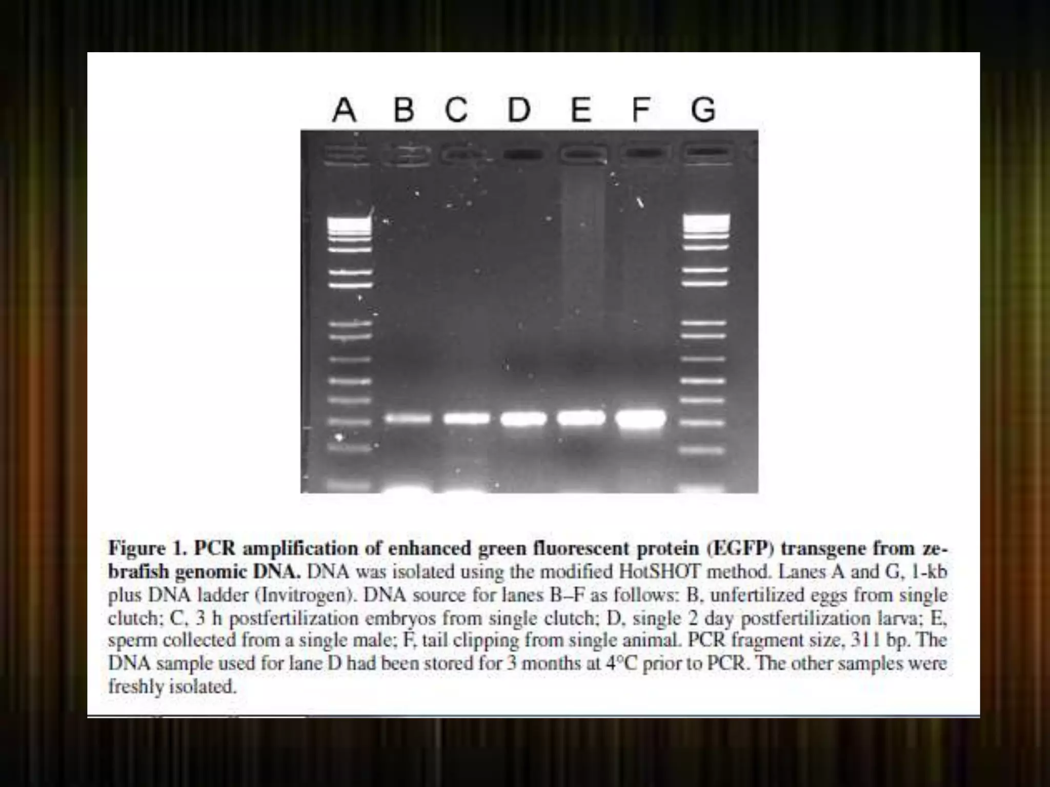 Metoda isolasi pcr ready genomik dna dari jaringan ikan | PPT