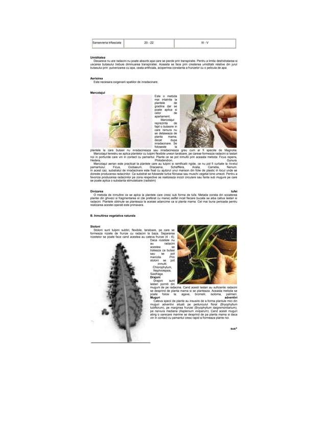 Metode de inmultire la plante | DOCX