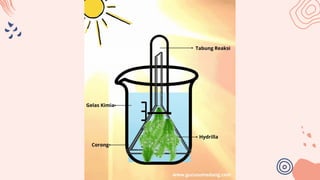 metode ilmiah.pptx kumer kelas 7 terkait | PPTX
