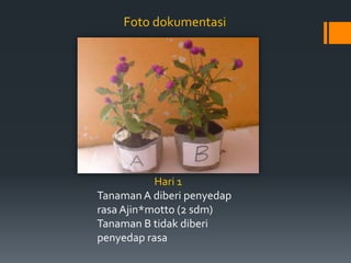 Metode Ilmiah - Pemberian Motto pada tanaman | PPTX