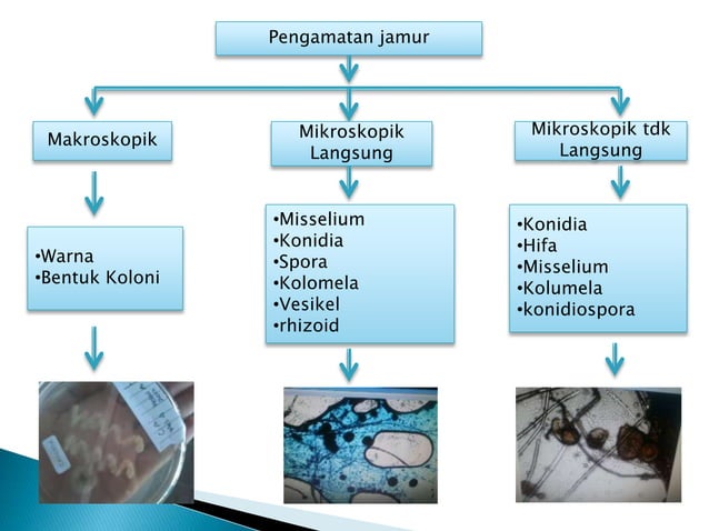 Metode pengamatan kelompok V | PPTX