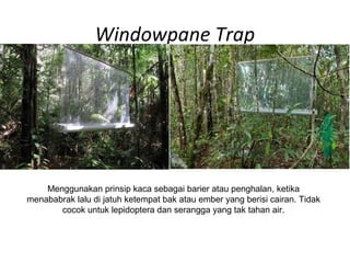 Metode pengamatan serangga | PPT