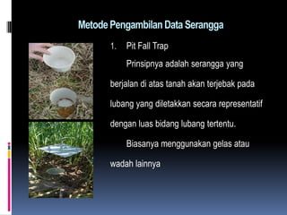 Metode pengambilan data serangga | PPTX