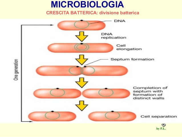 Metodi di conta batterica