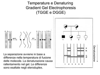 Metodi elettroforetici | PPT
