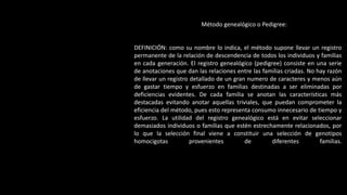Mejoramiento genético del trigo: método genealógico de pedigree.pptx