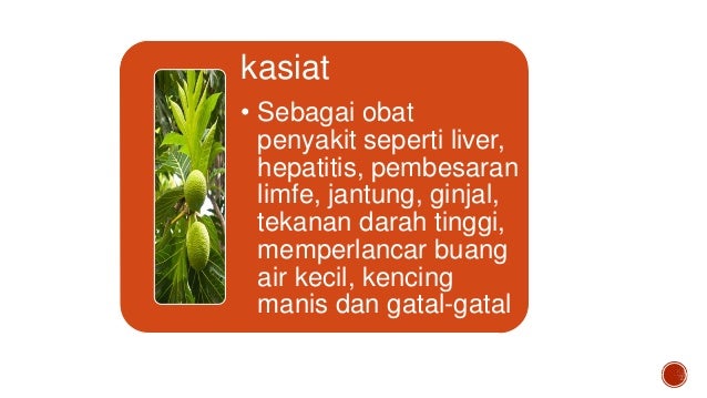 Isolasi Senyawa murni Daun Sukun (Artocapus altilis)