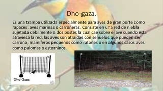Metodos de trabajo en campo para aves del ecuador | PPTX