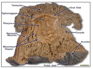 Metridium life cycle | PPTX
