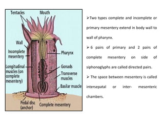 Metridium life cycle | PPTX