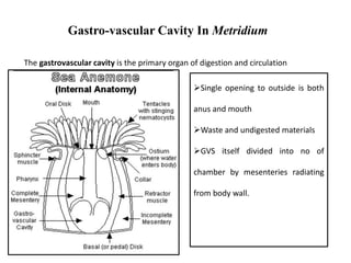 Metridium Dissection