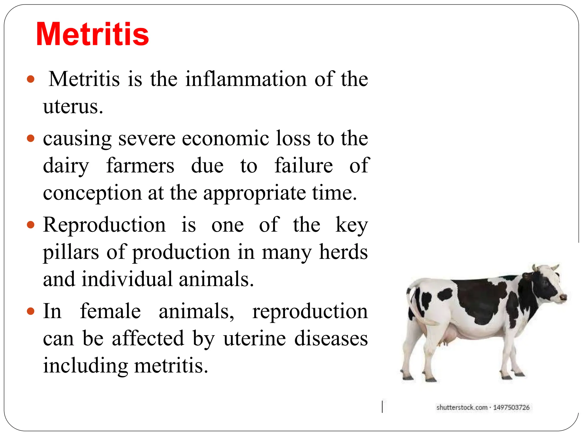 Metritis IN COW .pptx