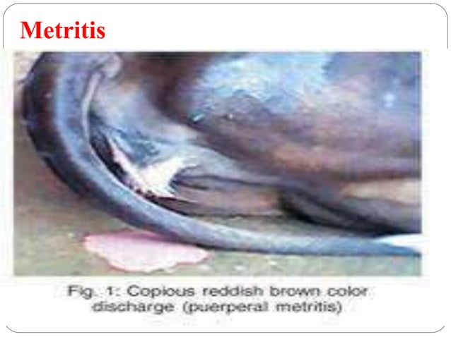 Metritis IN COW .pptx