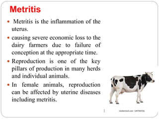 Metritis IN COW .pptx