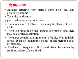 Metritis IN COW .pptx