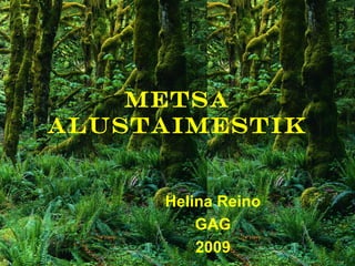 Metsa Alustaimestik | PPT