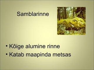 Metsa Alustaimestik | PPT