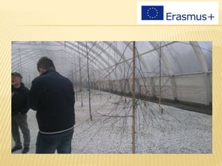 Metsakasvatuslik õpiränne Soomes: Mardo Tomson ja Reimo Lopsik | PPTX