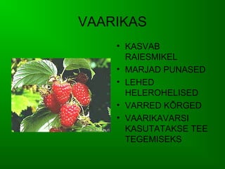 Metsamarjad 1 powerpoint esitlus | PPT