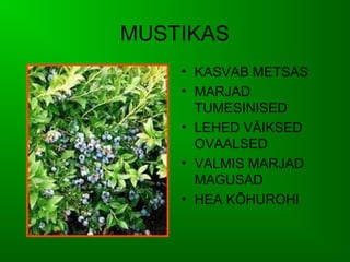 Metsamarjad 1 powerpoint esitlus | PPT