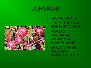 Metsamarjad 1 powerpoint esitlus | PPT