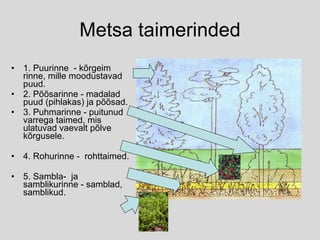 Metsa Puud Ja PõõSad | PPT