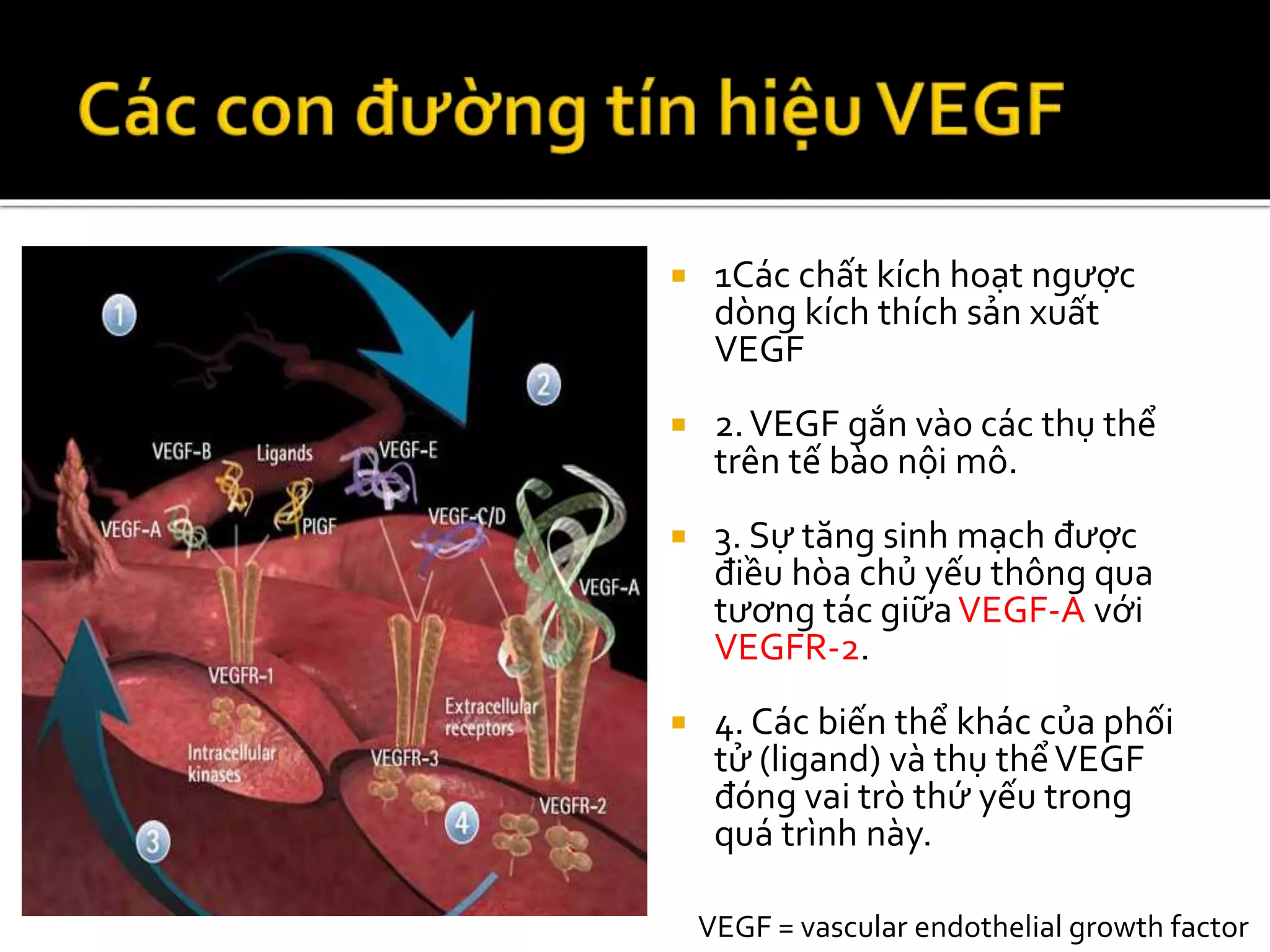 Mets colorectal cancer Mvasi.pptx
