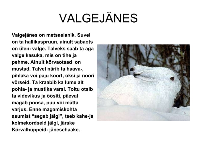 Metsloomade talv | PPT