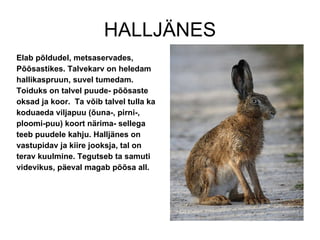 Metsloomade talv | PPT