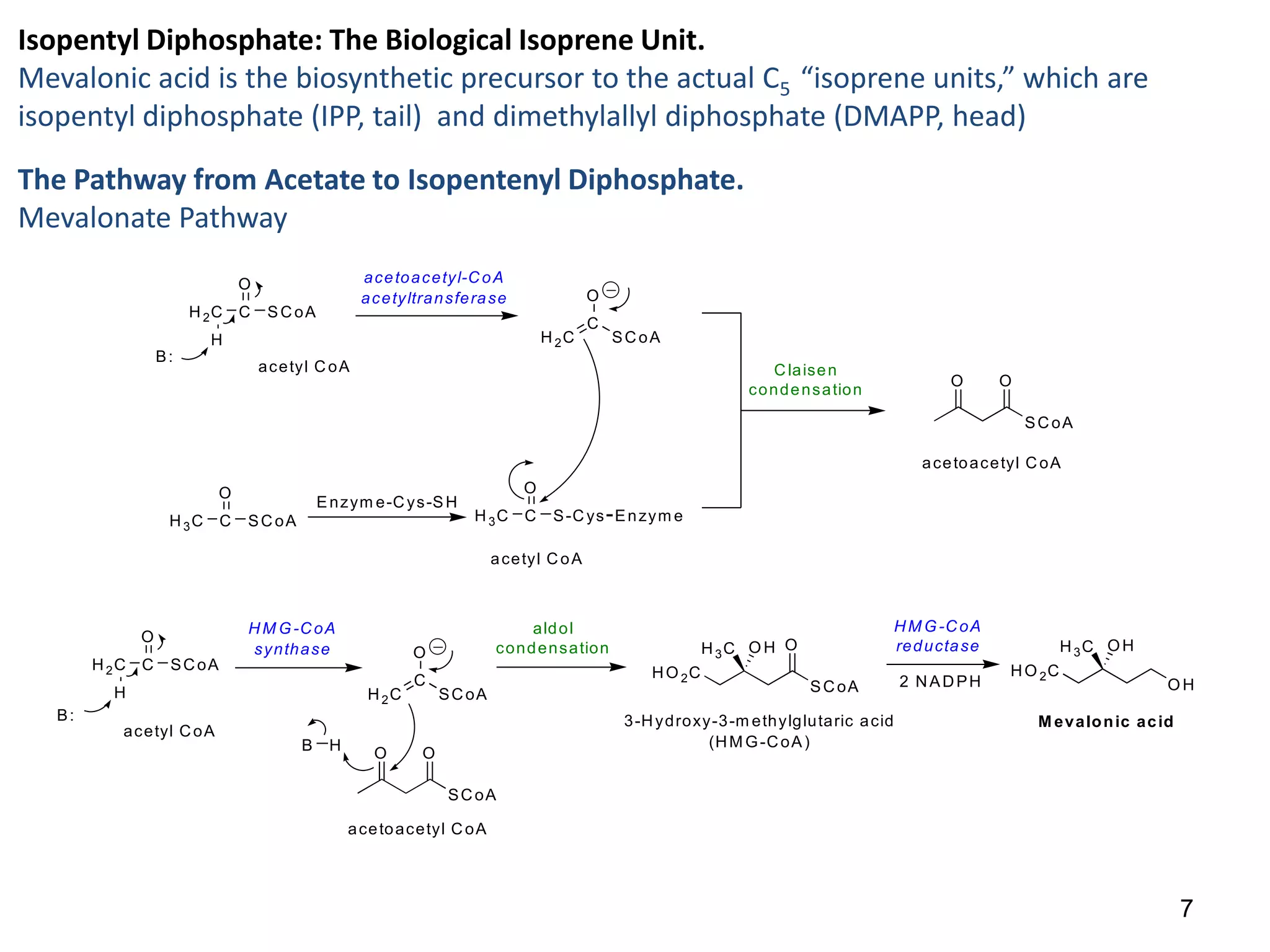 Mevalonate pathway | PPTX