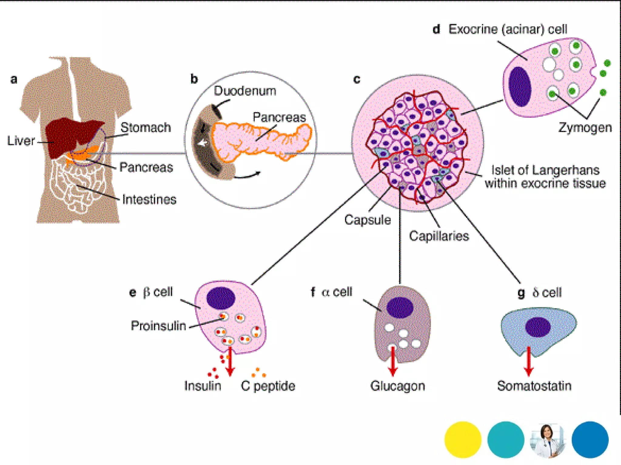 Insulin | PPT