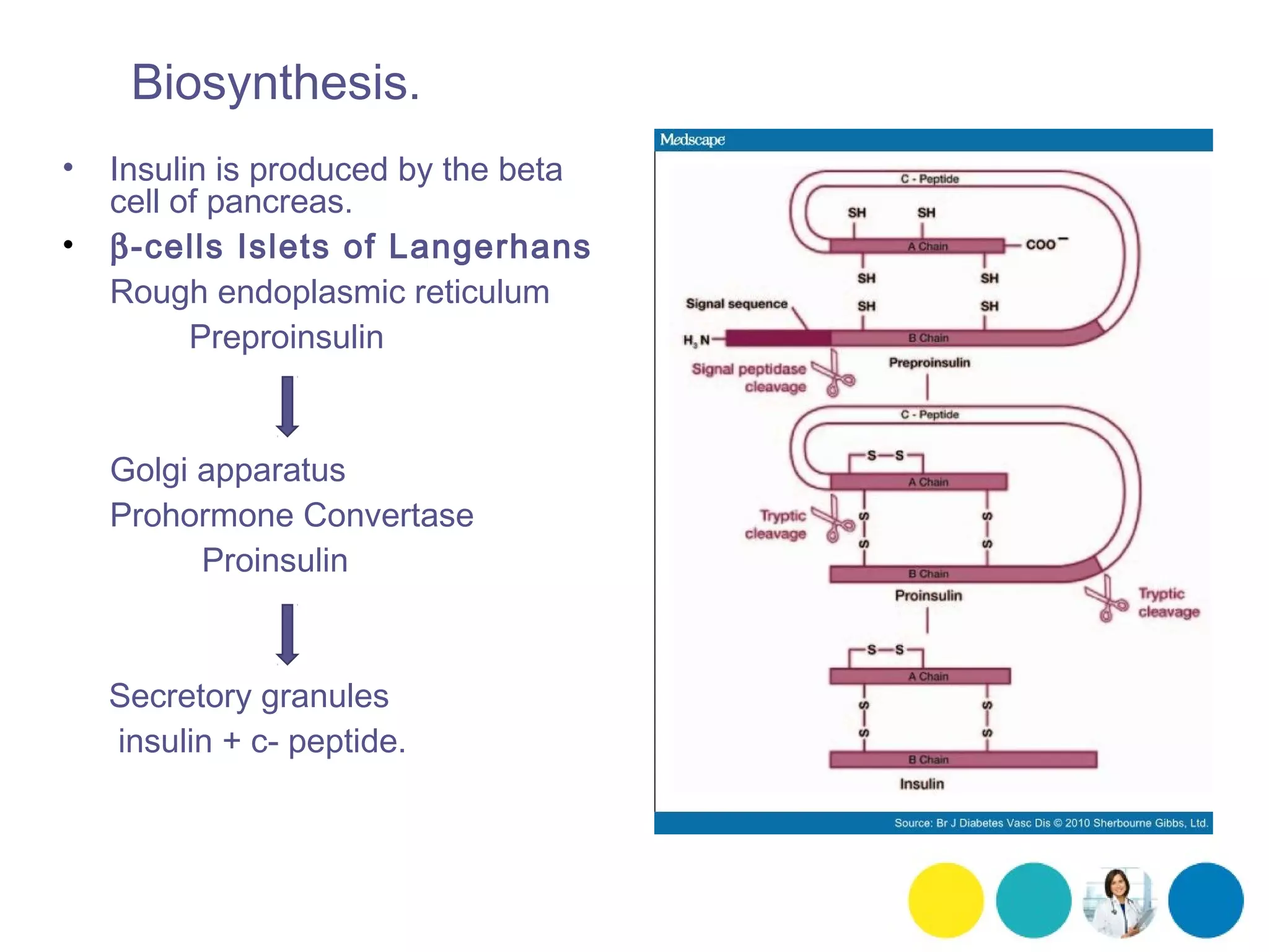 Insulin | PPT