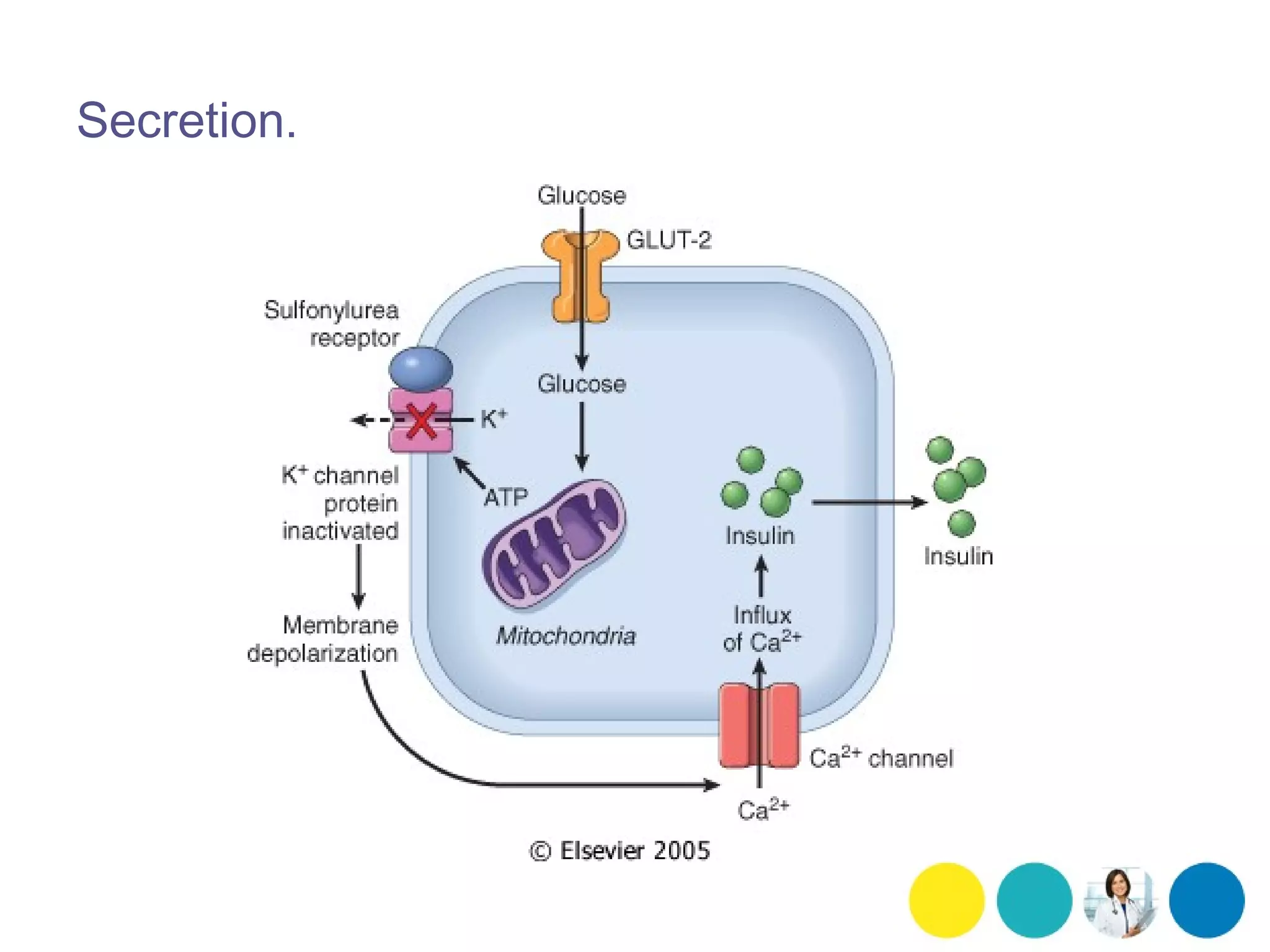 Insulin | PPT